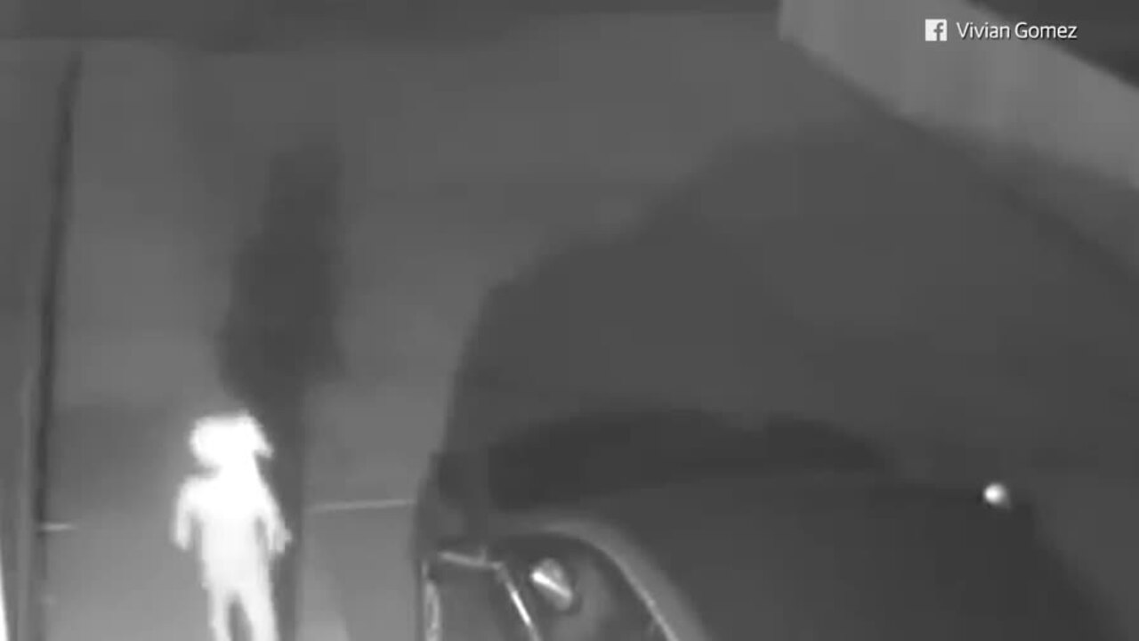 ‘Dobby the house elf’ caught on CCTV | PerthNow