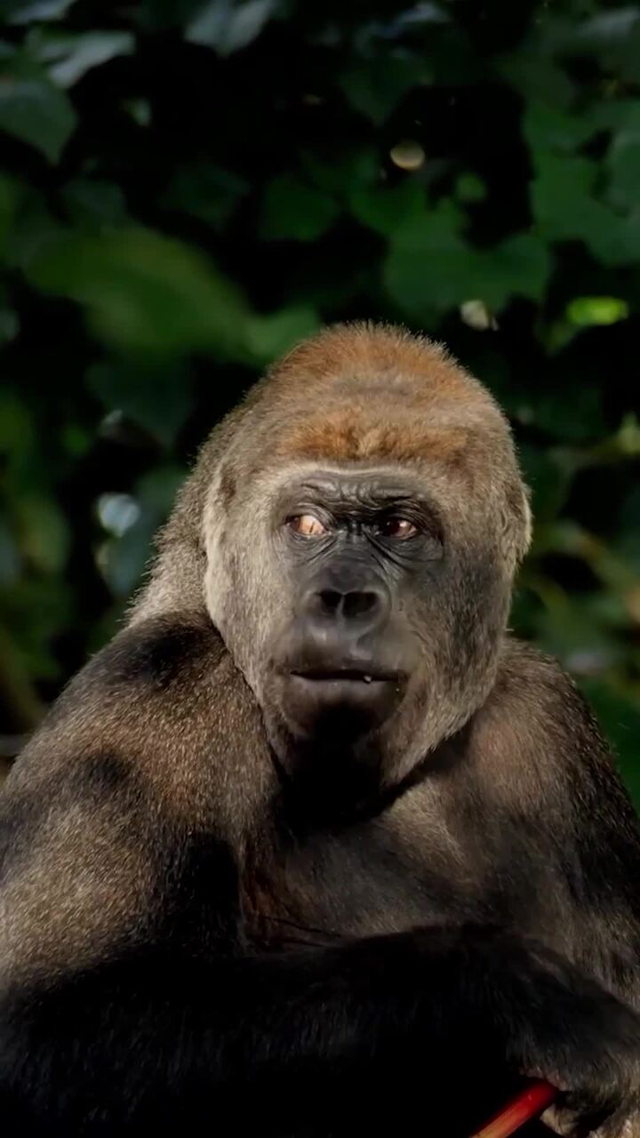 Gorillas soak up the winter sunshine | Gold Coast Bulletin