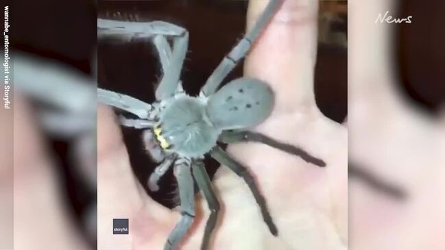 Rare Spiders Videos