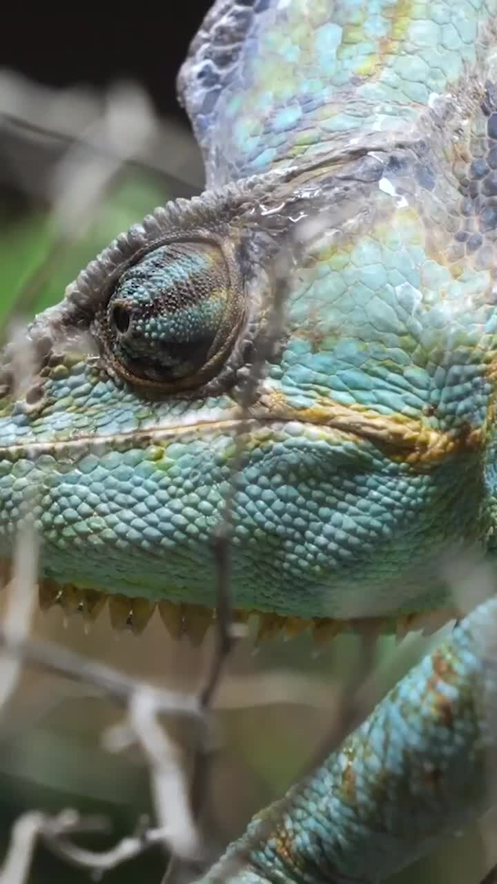 QLD’s Dean Tuaa puts on the jets | Daily Telegraph