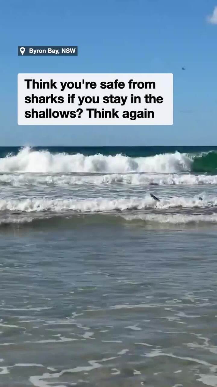 Byron Bay beachgoers stunned as shark churns the shallows on the ...