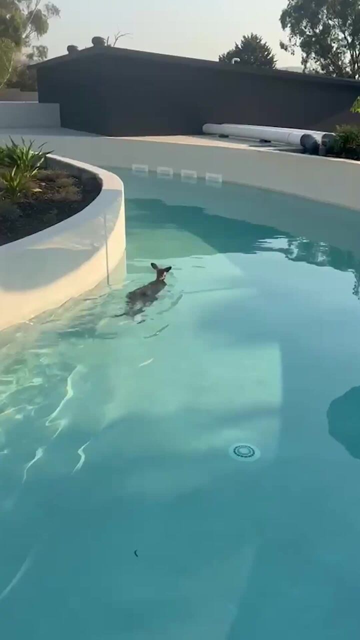 Kangaroo filmed in theme park pool | news.com.au — Australia’s leading ...