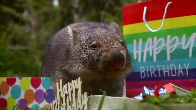 Wombat Eating Cake