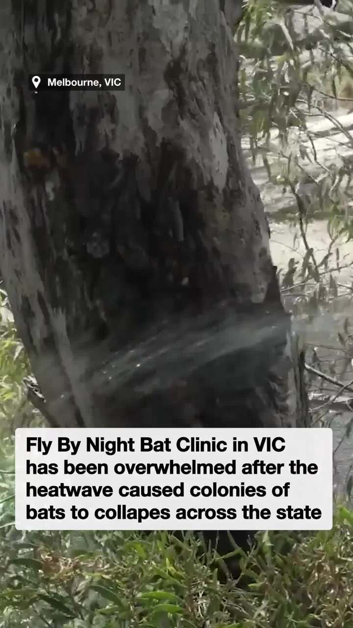 Wildlife crisis as extreme heat kills thousands of flying foxes | news ...