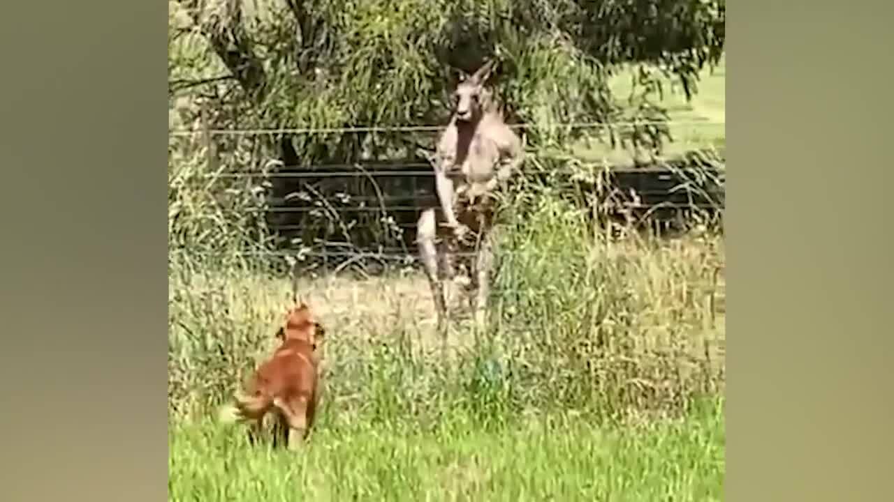 Kangaroo vs. dog: 7-foot-tall 'Big Jake' flexes six-pack | Play Stuff