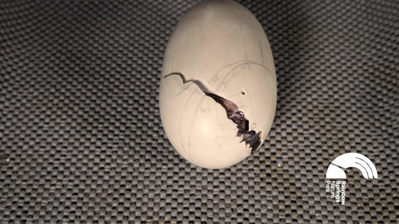 Kiwi Egg Hatching