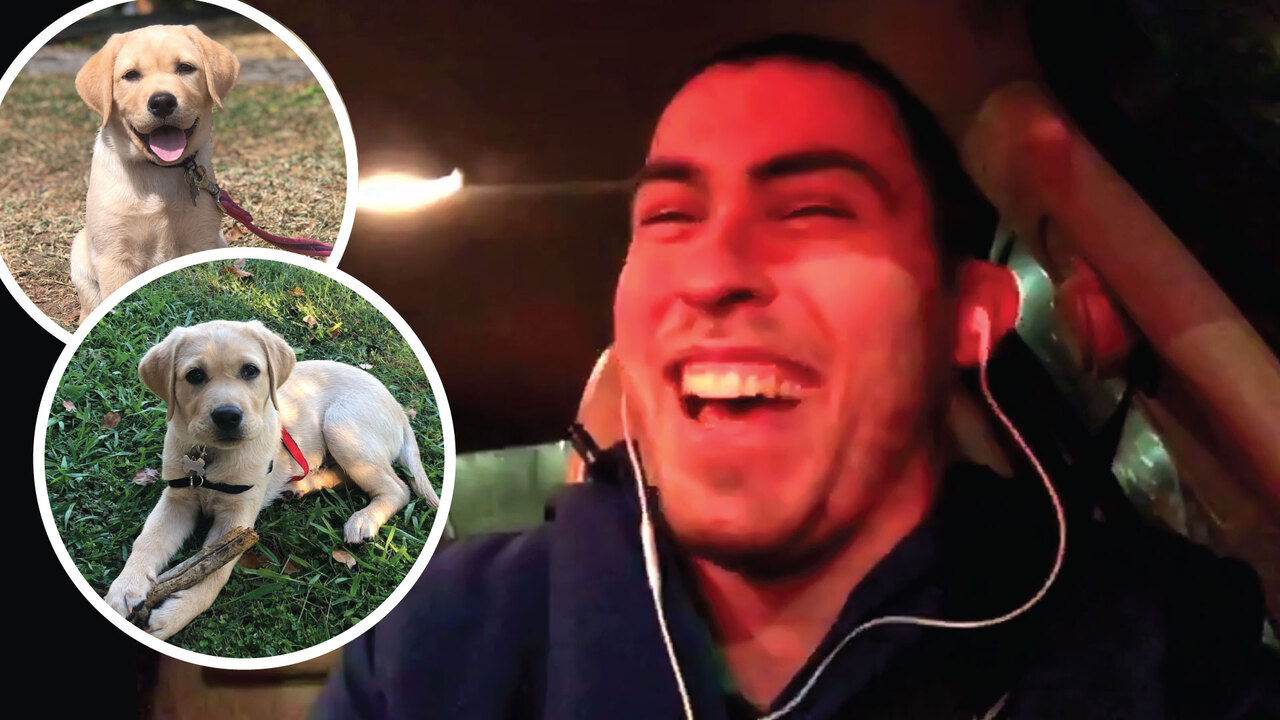 Randle's puppy Harvey is up to no good | Supercars