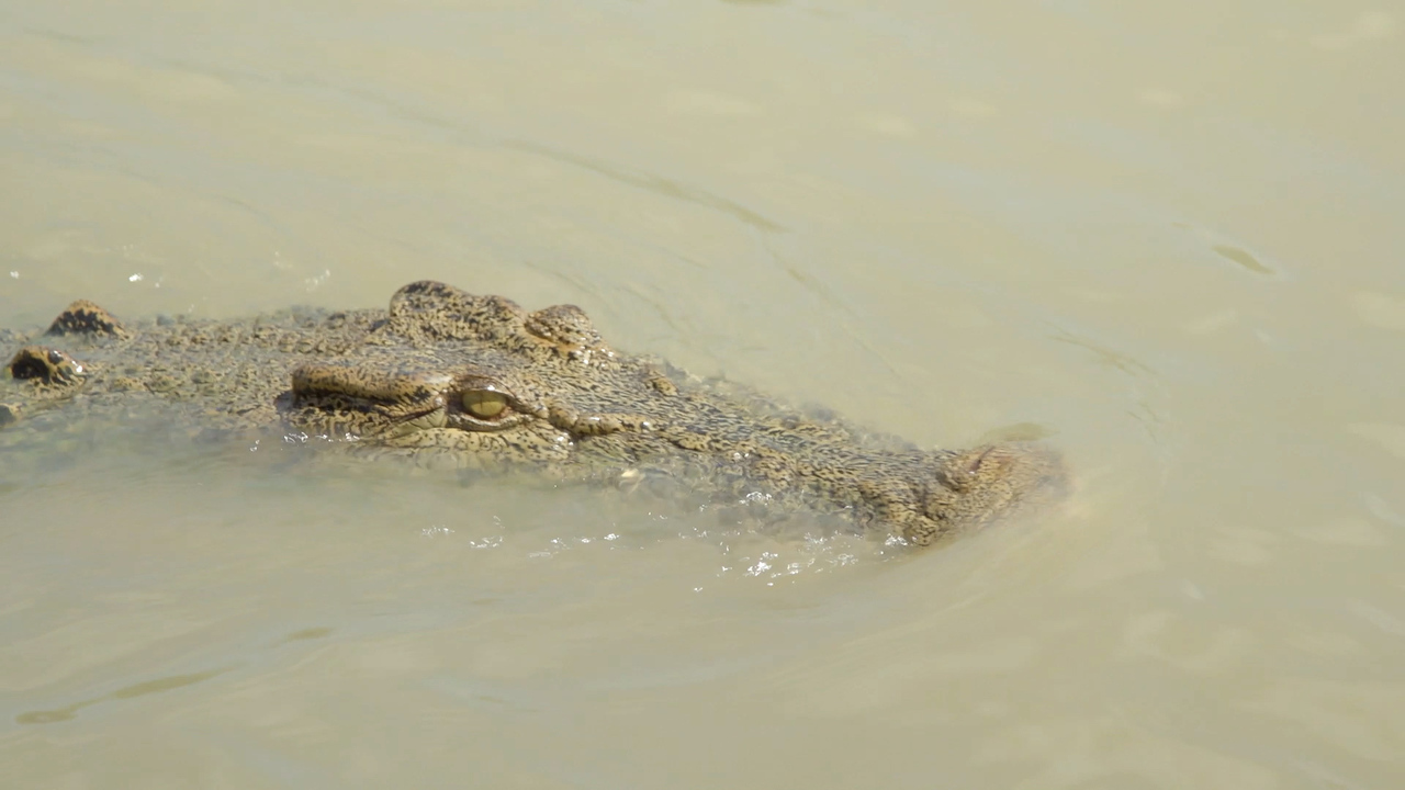Team 18 laps up croc experience in the NT | Supercars