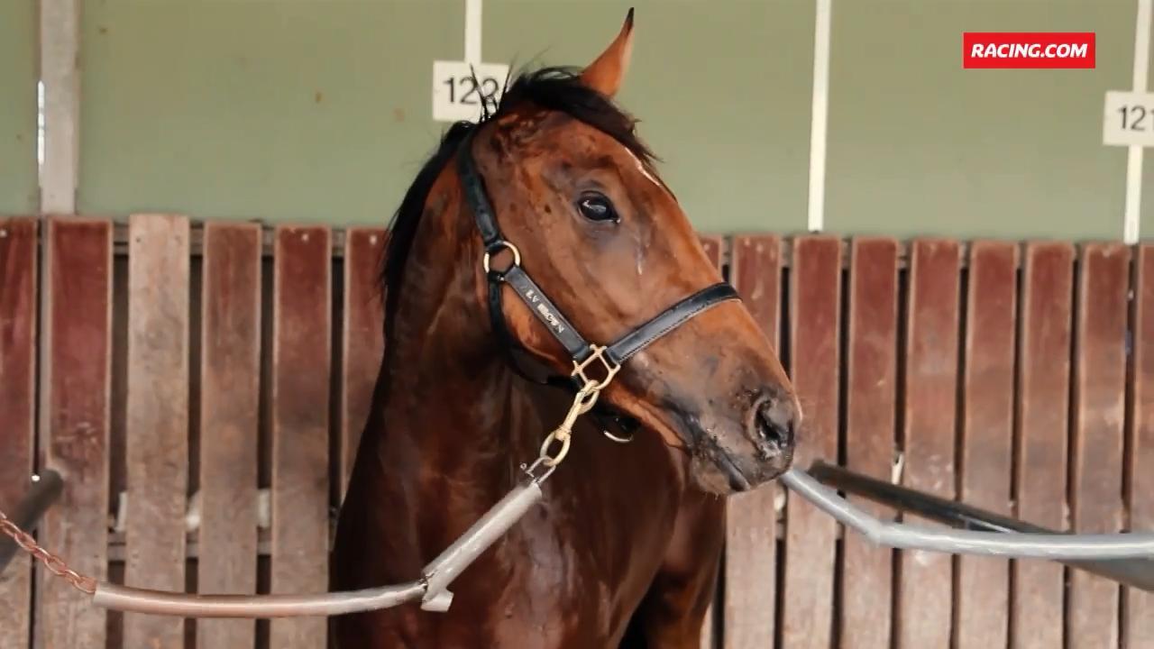 Meet oneeared horse Ears | RACING.COM
