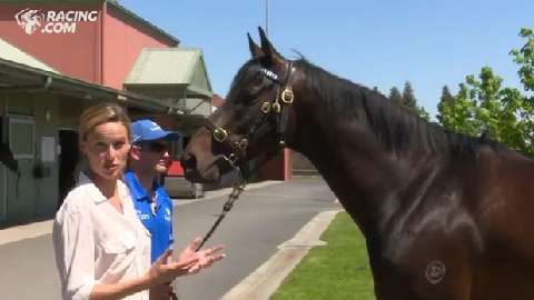 Francesca Cumani - Horse types | RACING.COM