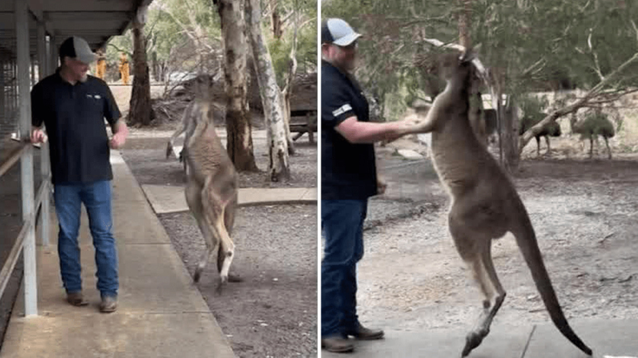 Red Kangaroo Standing Next To Person