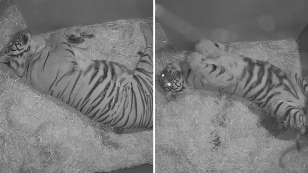 Pregnant Tiger Giving Birth