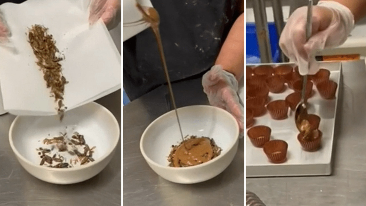 Chocolate Coated Insects