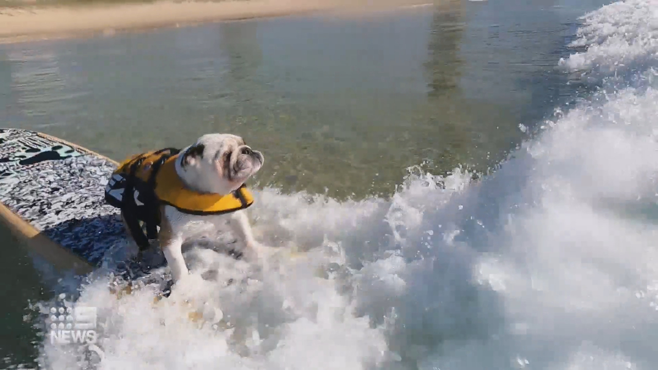Surfing Bulldog