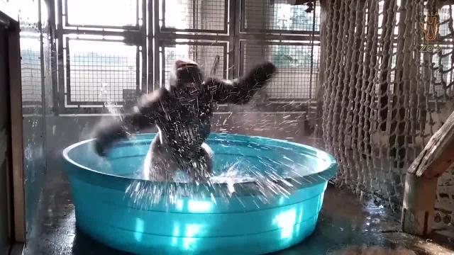 Video of gorilla’s splashing pool delight captured by hidden zoo camera ...