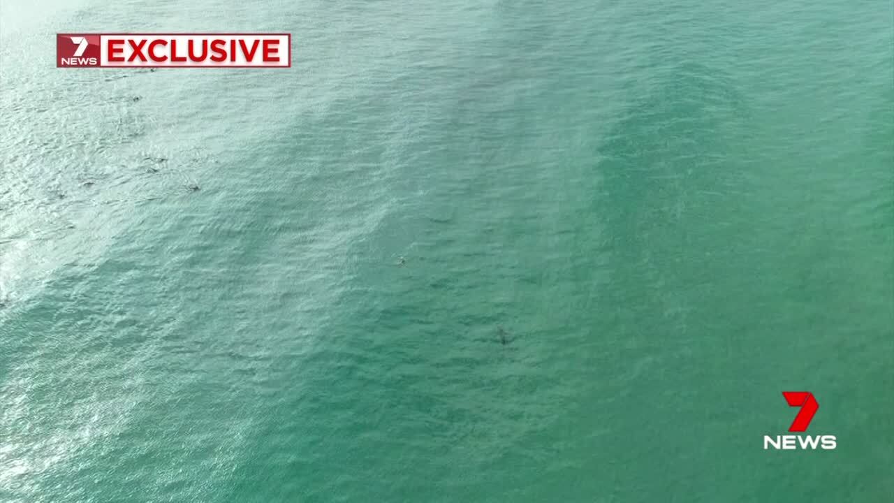 Sharks | 7NEWS.com.au