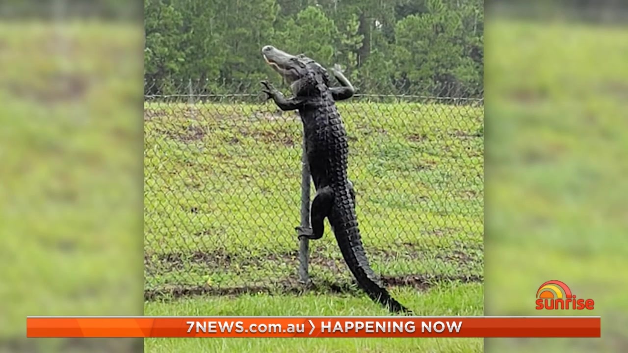 Gator Climbs Chain Link Fence Monster Gator Spotted Off I 165 Near