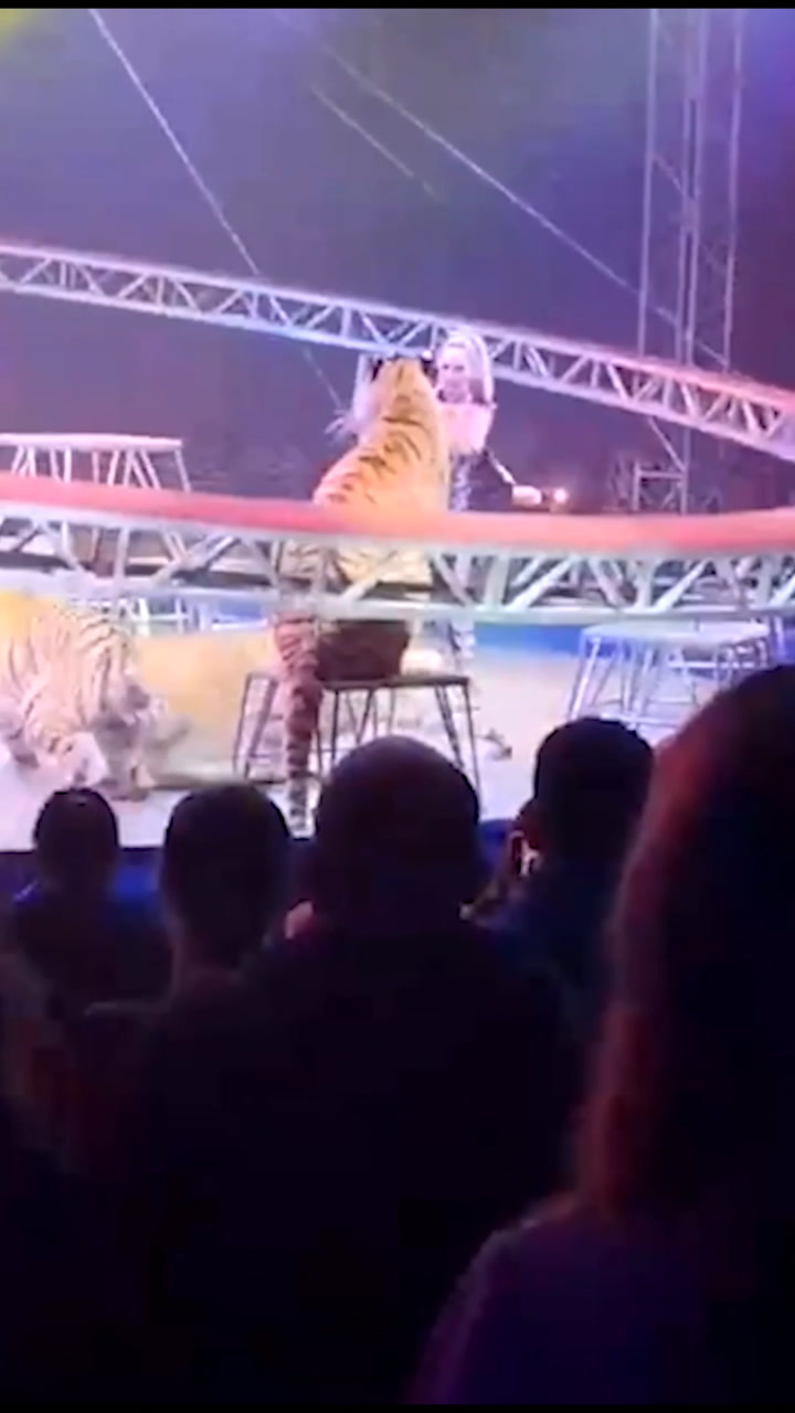 Tiger leaps into crowd after circus barrier collapses | news.com.au ...
