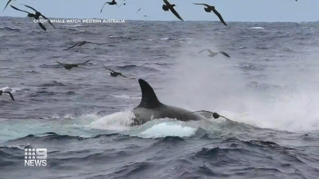 Killer Whale Attacks Man On Beach