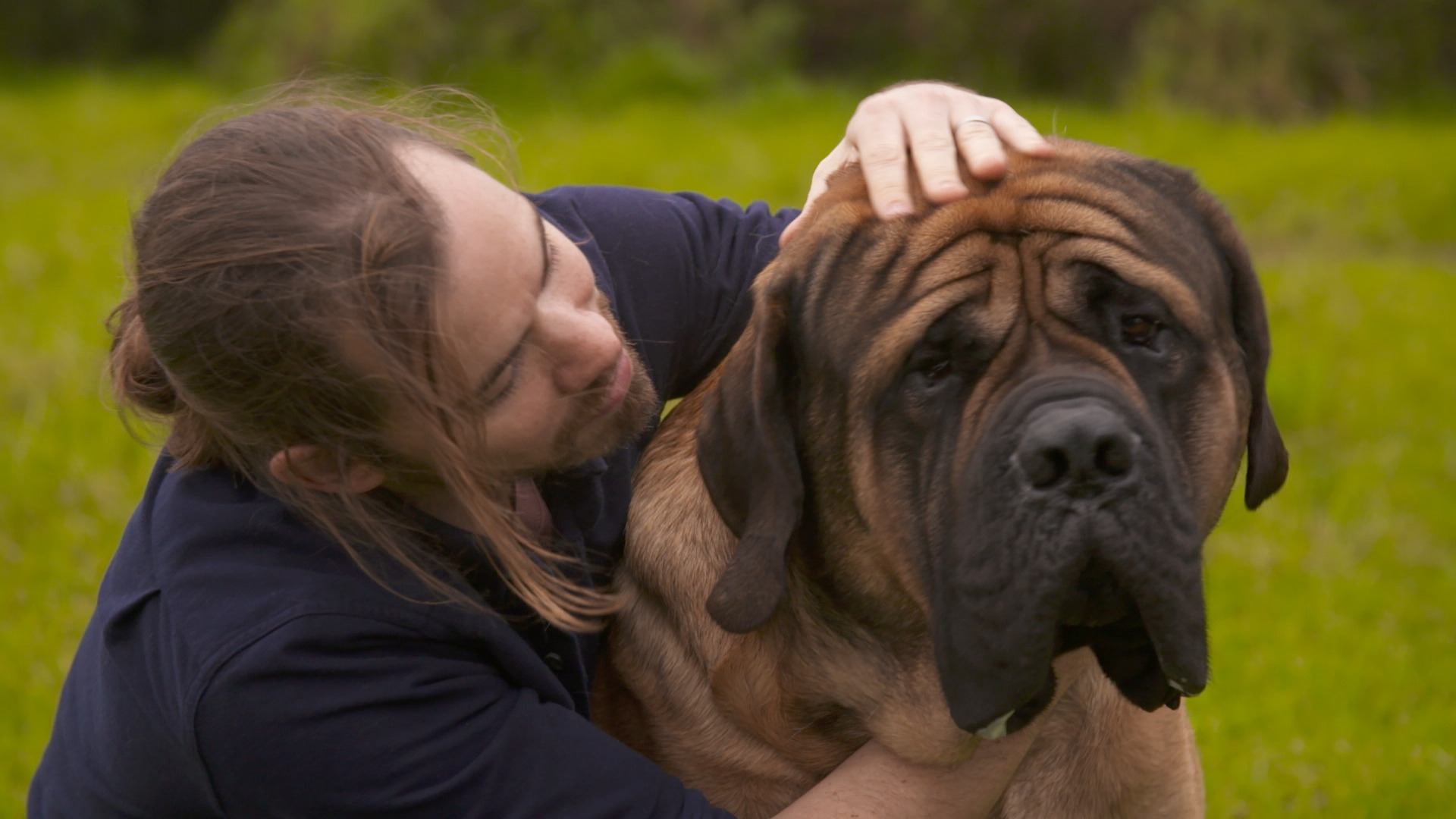 How Big Is Hercules Neapolitan Mastiff